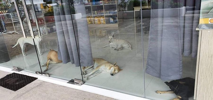 This gas station in Catbalogan, Samar houses stray dogs | GMA News Online