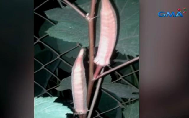 NAGING PINK: Okra sa Cotabato, nang-okray? | Balitambayan