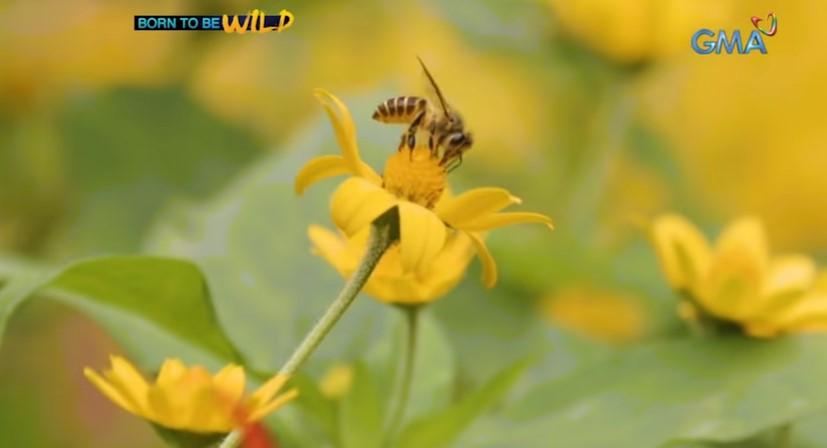 What we need to know about pollinators | GMA News Online