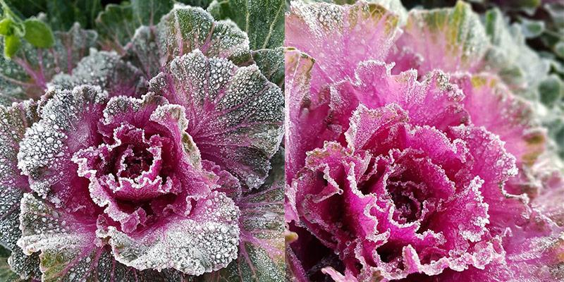 Frost coats cabbage roses in Atok, Benguet | GMA News Online