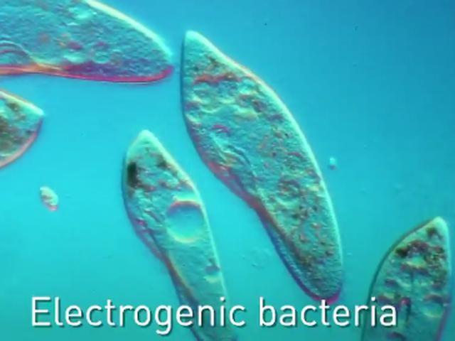 Bacteria in our tummy can produce electricity —scientists | GMA News Online