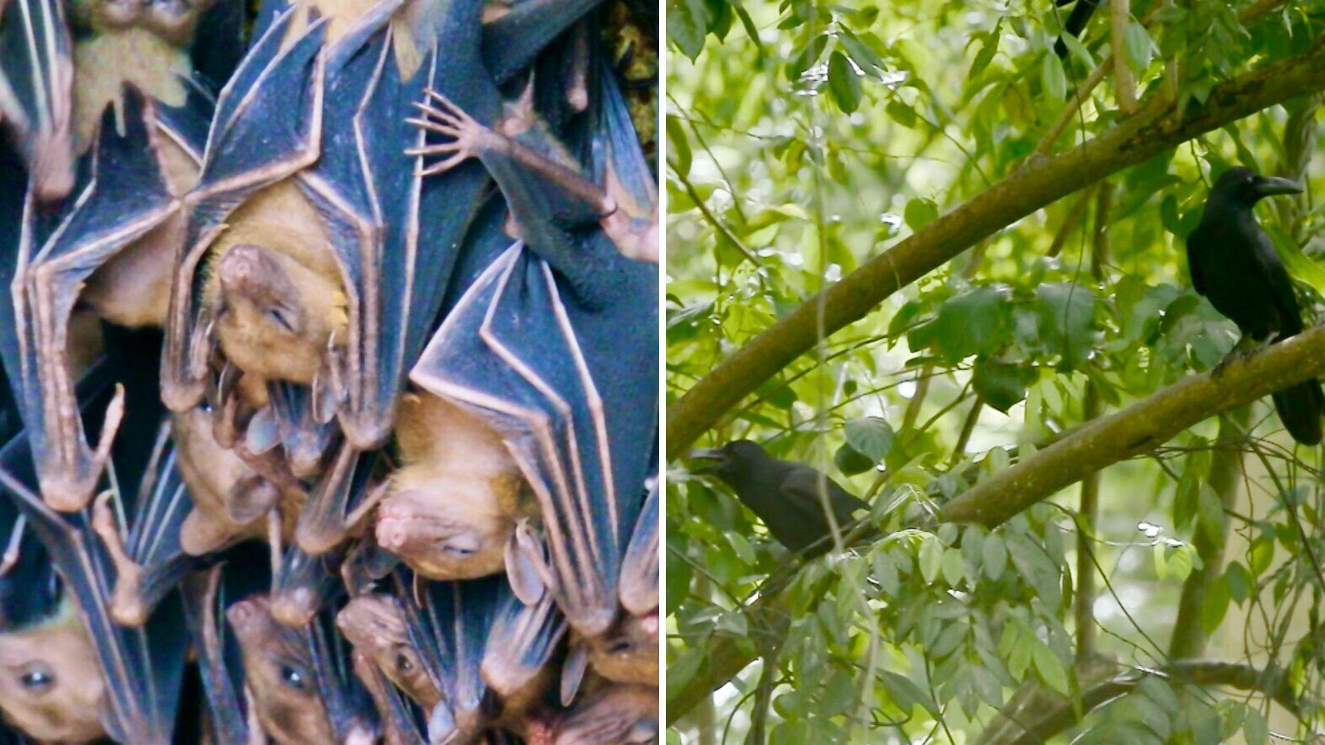 Bats vs. crows on ‘Born to be Wild’ | GMA News Online