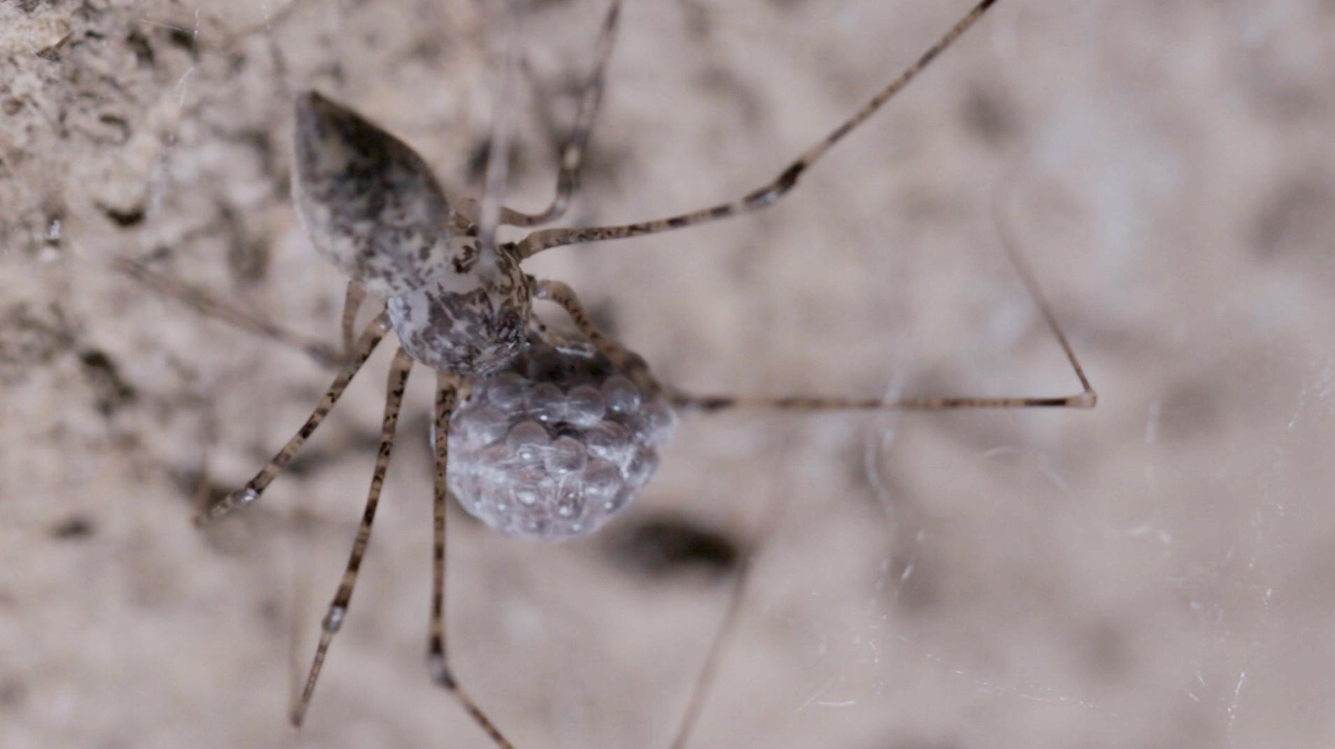 Documenting the ‘motherly instincts’ of spiders | GMA News Online