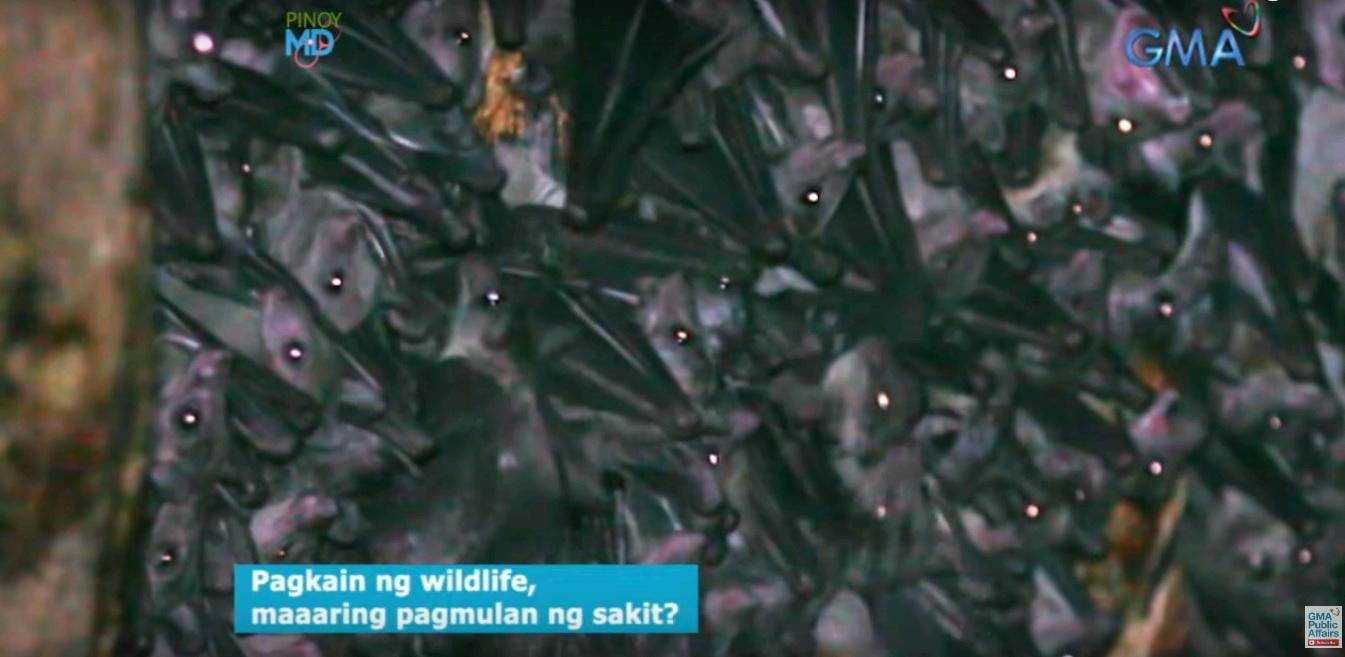 Bat curry still a hit in Indonesia amid COVID-19 scare | GMA News Online