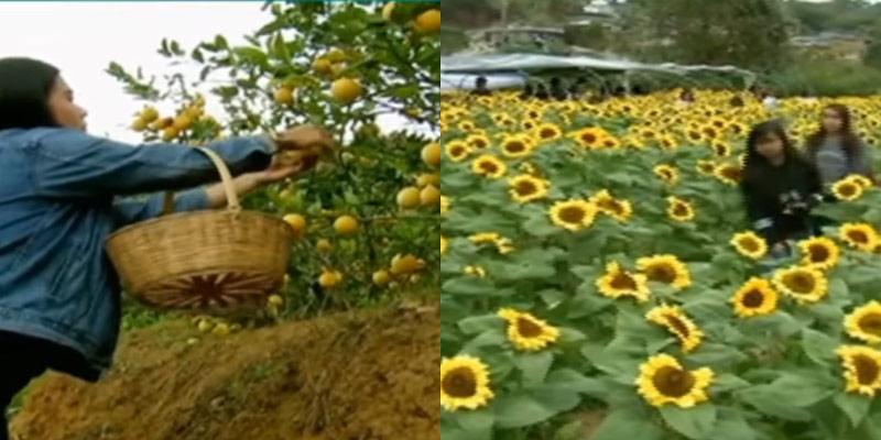 Sunflower Farm Baguio | Best Flower Site