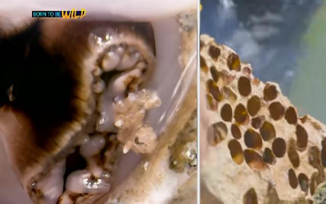 Bulate na may pambihirang abilidad na kumain ng bato | Balitambayan