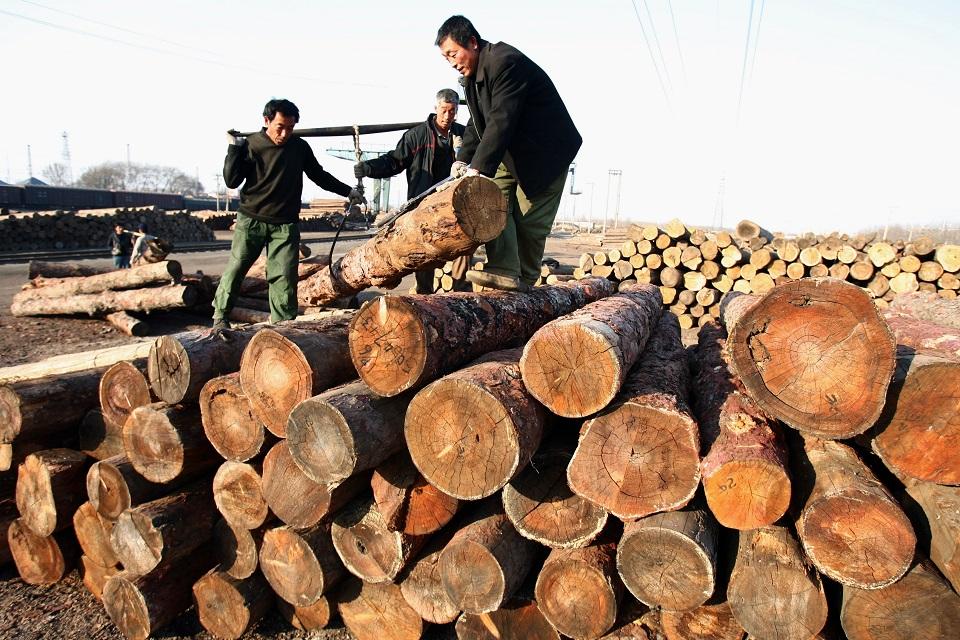 Asia’s rapid urbanization, deforestation linked to deadly viruses | GMA ...