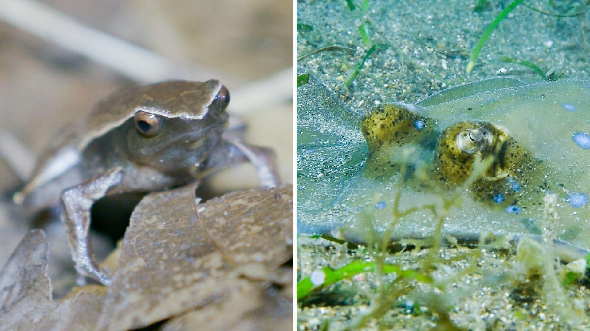 ‘Sticky frog’ and ‘deadly stingray’ on ‘Born to be Wild’ | GMA News Online
