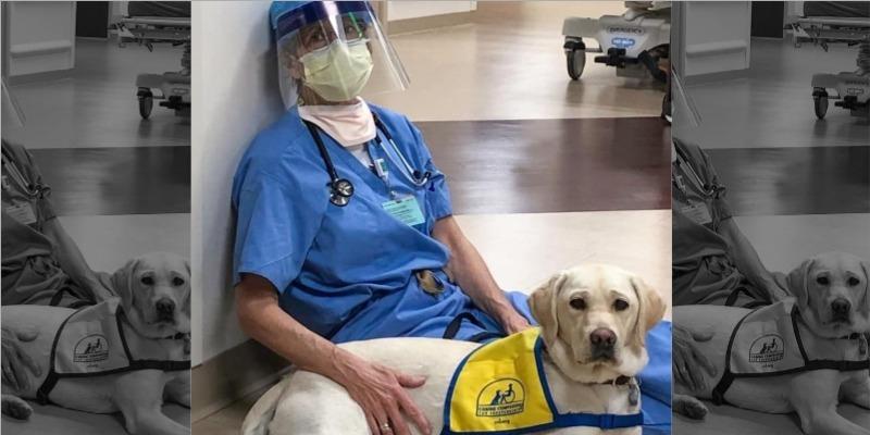 Doggo to the rescue, comforts health workers amid fight vs. COVID-19 ...