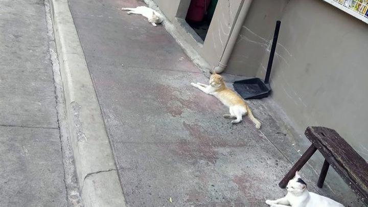 Even cats on the sidewalk are practicing 'social distancing' | GMA News ...