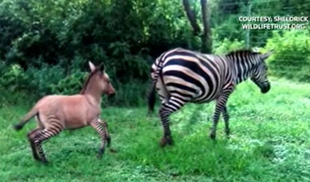 Pambihirang 'zonkey' na anak ng zebra at donkey, namataan sa isang ...