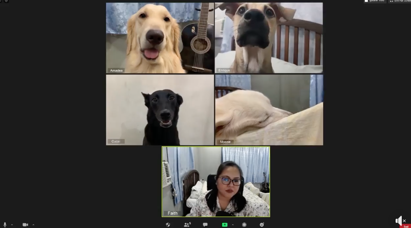 Netizen creates hilarious Zoom meeting with her pet dogs | GMA News Online