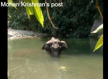 Elepanteng buntis sa India namatay matapos masabugan sa bibig ng ...