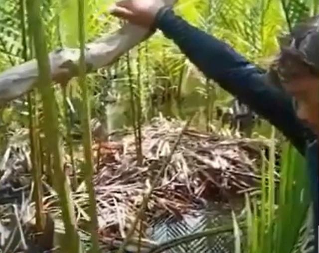 Lalaking pugot ang ulo, natagpuan sa palayan sa Negros Oriental ...