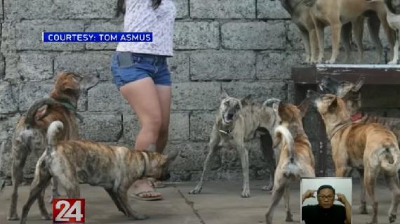 Asong-gubat o witch dog na may pambihirang abilidad, 'di ... Asong-gubat o witch dog na may pambihirang abilidad, 'di ...