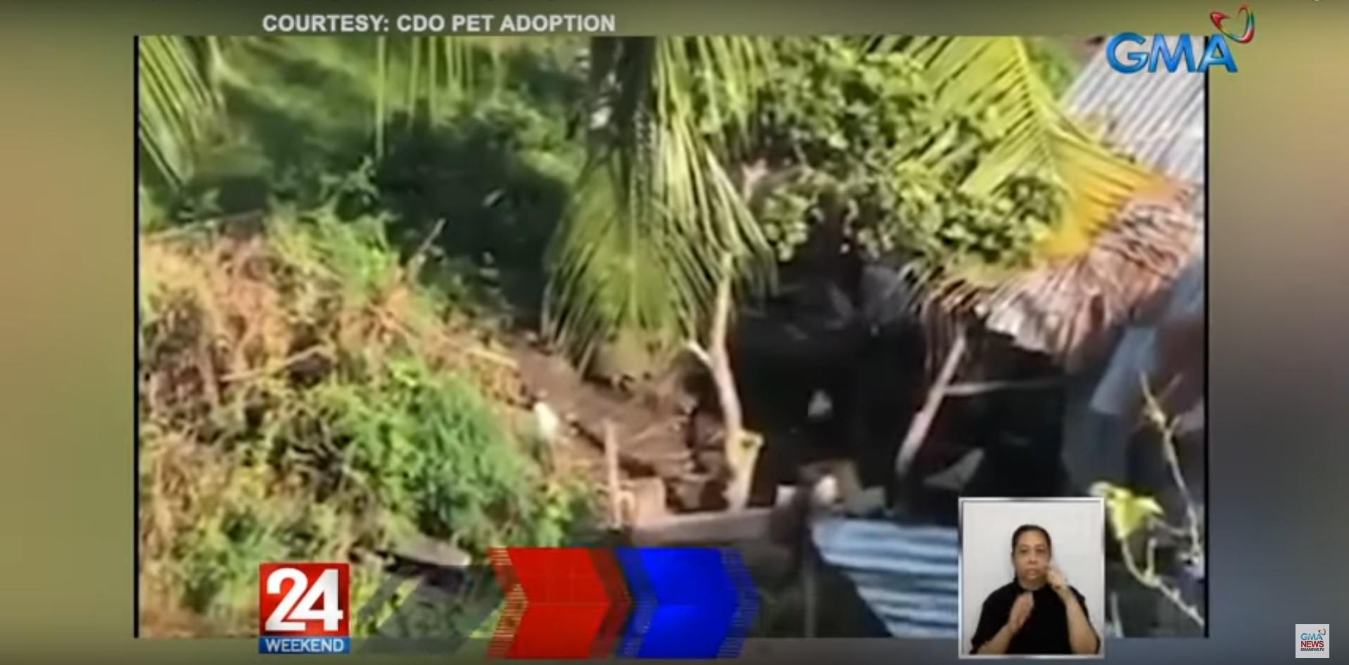Aso, patay matapos paulit-ulit na pinagpapalo ng isang lalaki ...