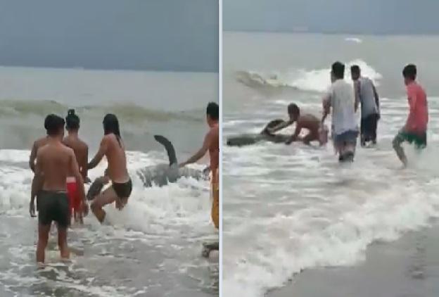 Mga dolphin na napadpad sa baybayin ng Antique, sinagip ng mga residente | Balitambayan
