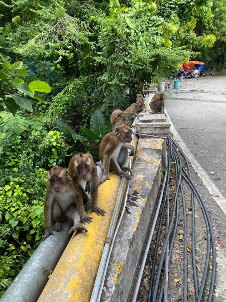 Wild monkeys sighted in Oslob, Cebu | GMA News Online