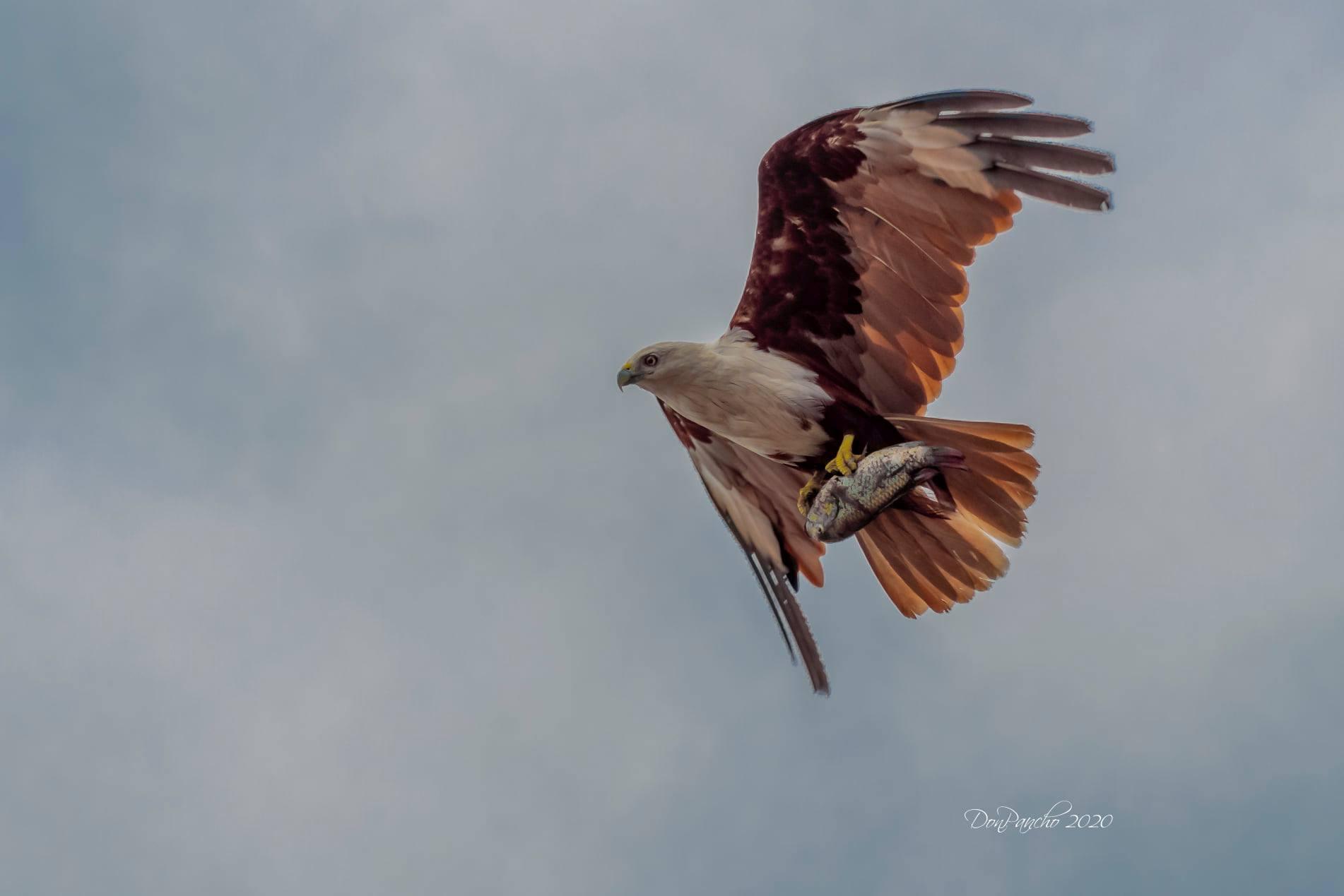 Red-backed sea eagle spotted cruising over Pasay City | GMA News Online