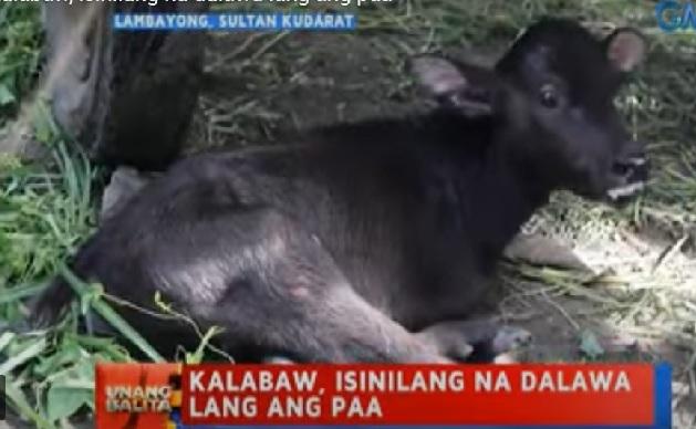 Baby kalabaw, isinilang na dalawa lang ang paa | Balitambayan