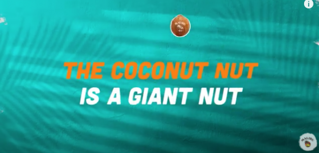 A remix of Ryan Cayabyab's 'Da Coconut Nut' finds itself in the middle ...