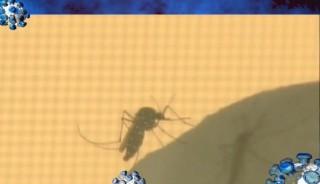 MOSQUITO_BITE | Tracking | GMA News Online