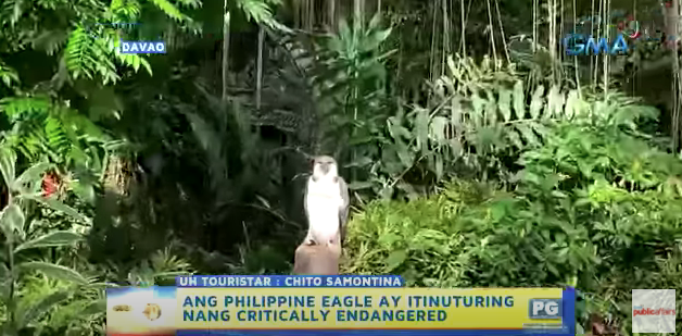 See the eagles and crocodiles of Davao City up close in this virtual ...