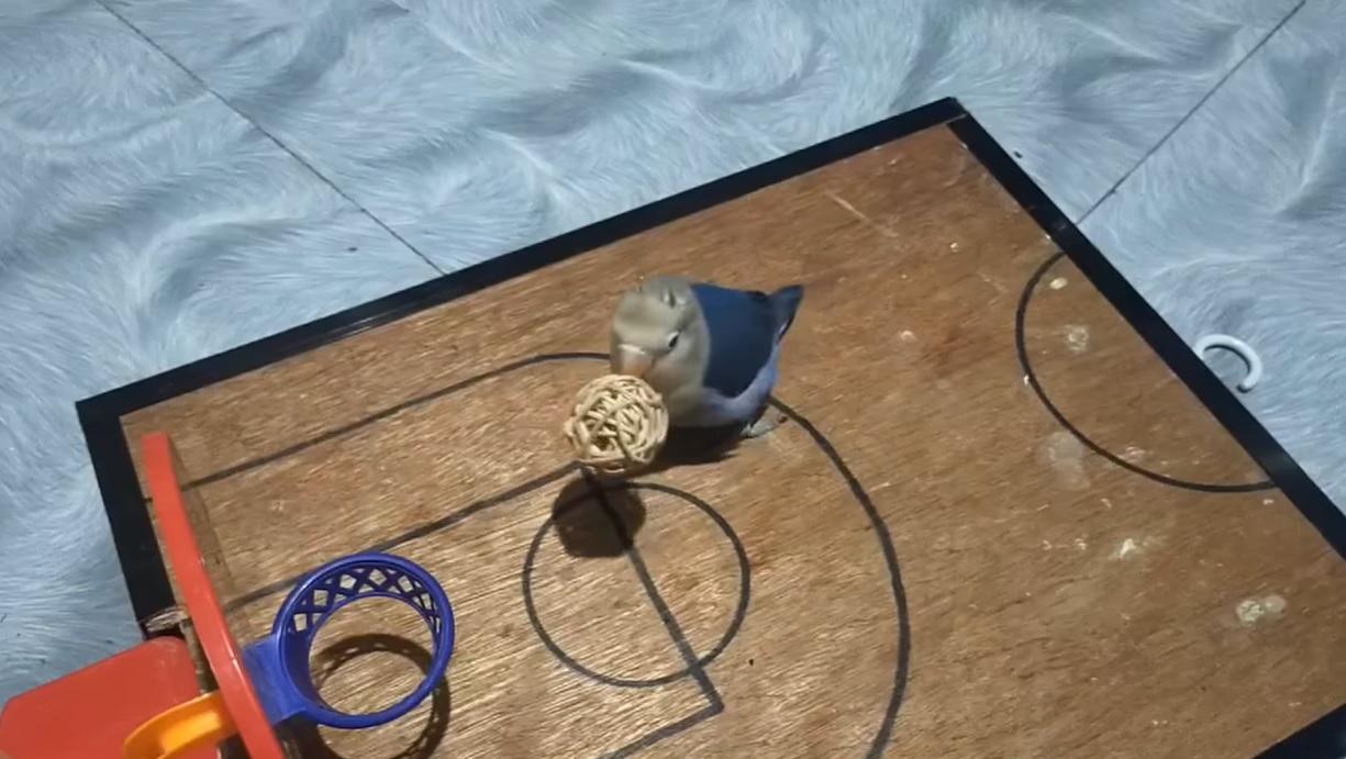 These African lovebirds playing 'basketball' are the cutest thing | GMA ...