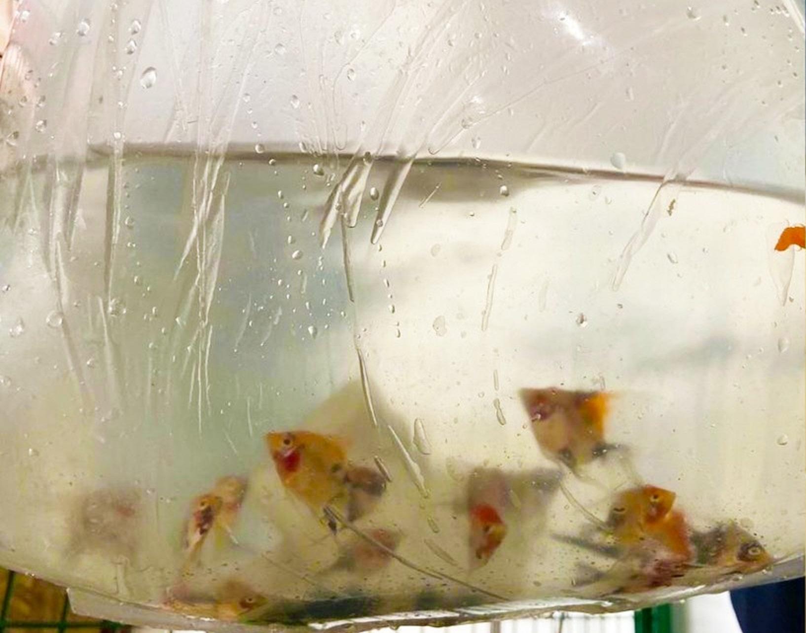 Mactan Customs seizes 14 kilos of live ornamental fish from Taiwan ...
