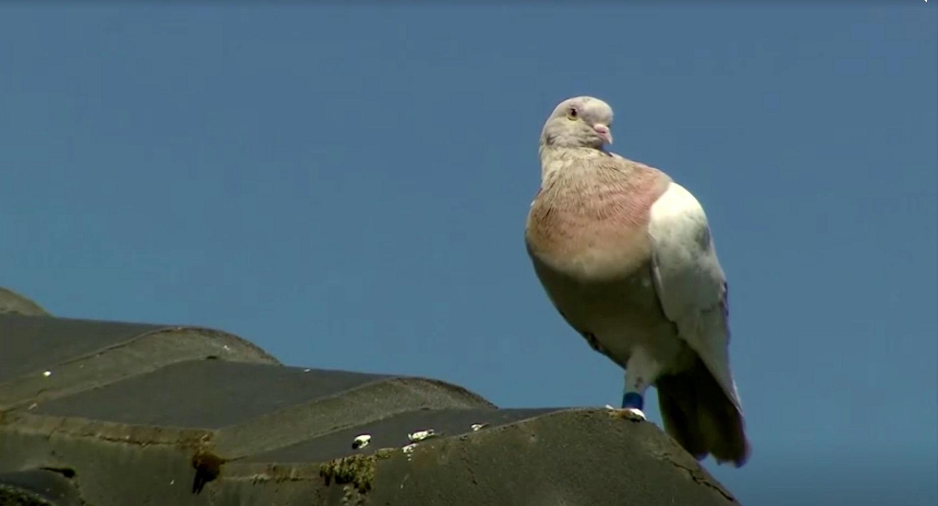 Joe the pigeon spared death as US tag deemed fake | GMA News Online