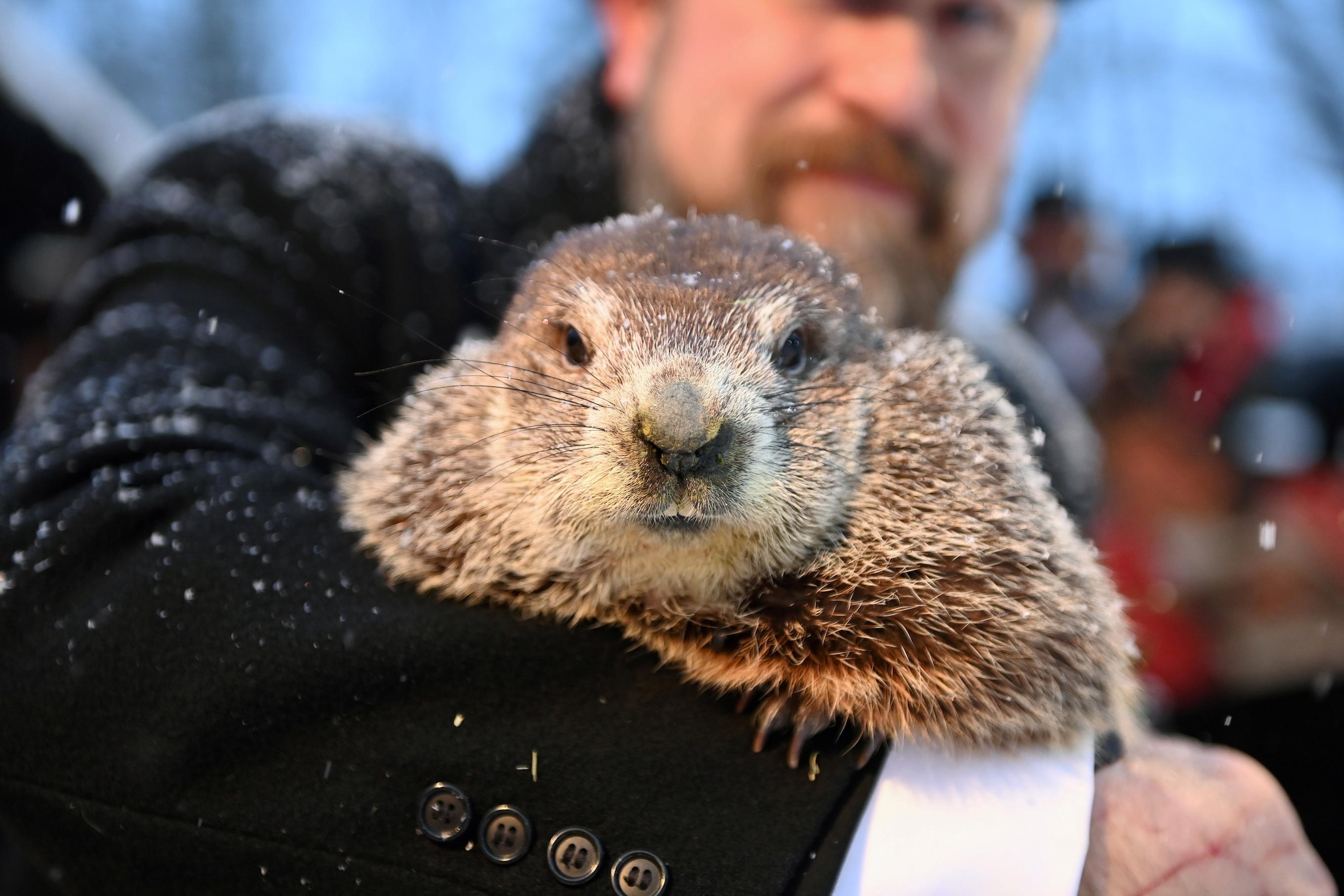 Groundhog predicts more winter for a country that just got a dose of it ...