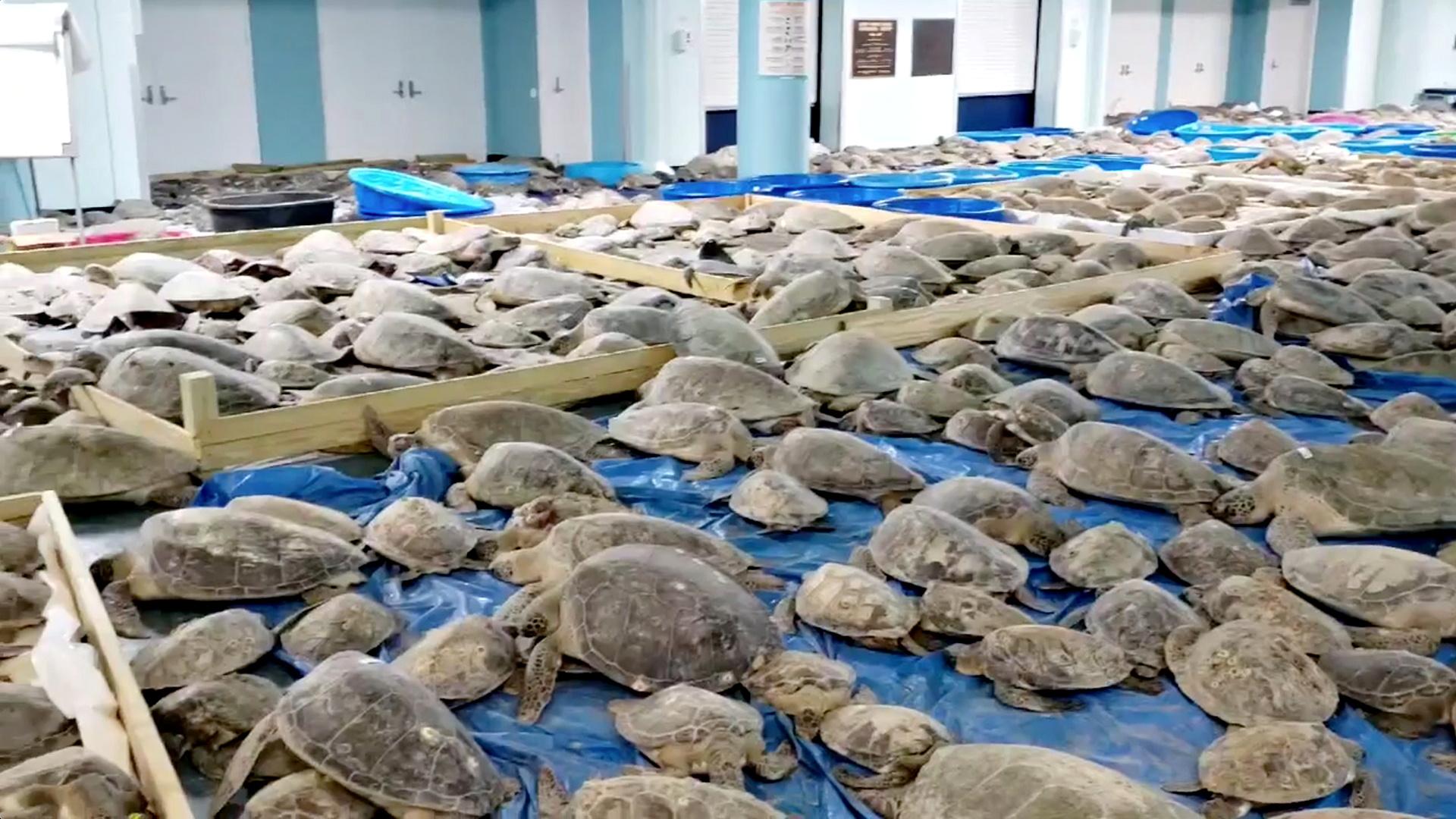 Thousands of 'cold-stunned' sea turtles rescued off coast of Texas | GMA News Online