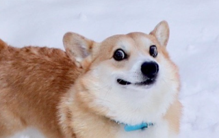 GEN_THE_CORGI | Tracking | GMA News Online