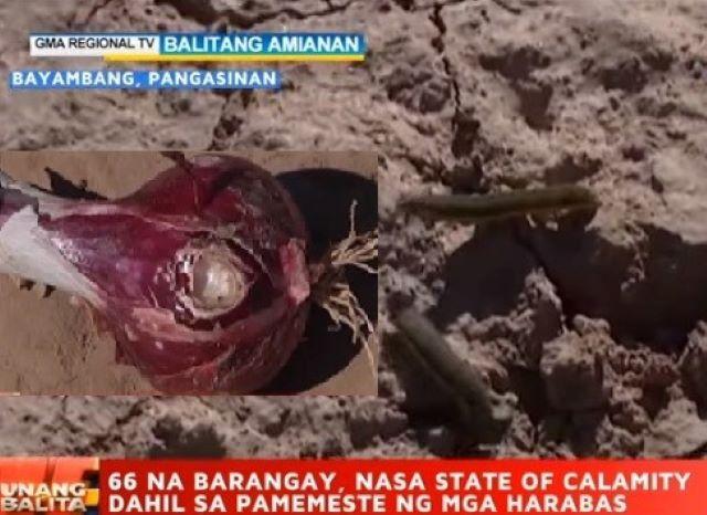 Armyworms, umatake sa 1,500 ektarya ng taniman ng sibuyas sa Pangasinan | Balitambayan