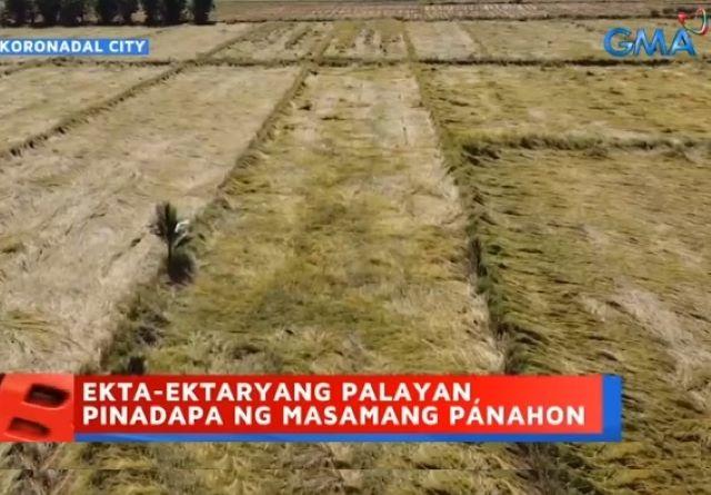 Stormy weather destroys several hectares of rice fields in S. Cotabato ...