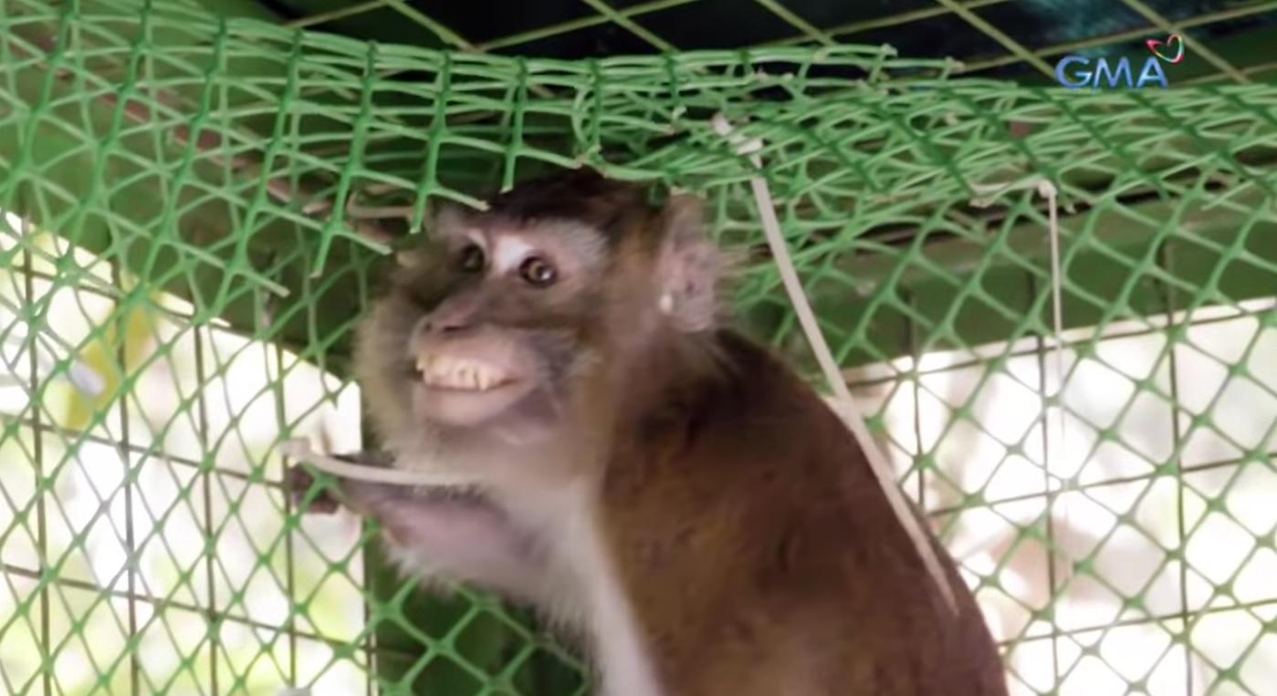Why is this monkey in Pangasinan always smiling? Doc Nielsen comes to ...