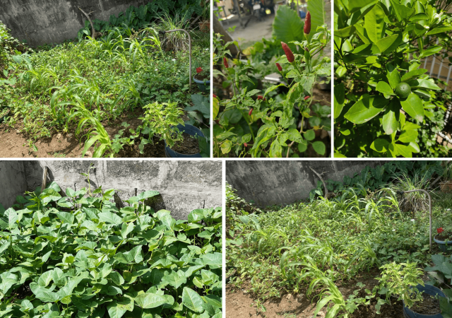 How to be a healthier plantito or plantita!