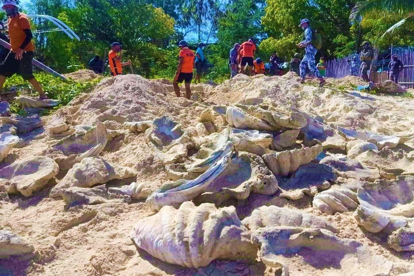 PCG seizes P160M worth of endangered clams in Palawan | GMA News Online