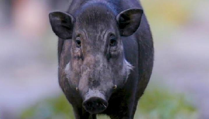 Baboy-damo sa Malibcong, Abra, nagpositibo sa African Swine Fever ...