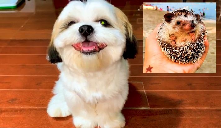 Smiling Shih Tzu at iba pang hayop na 'Tiktoker' | Balitambayan