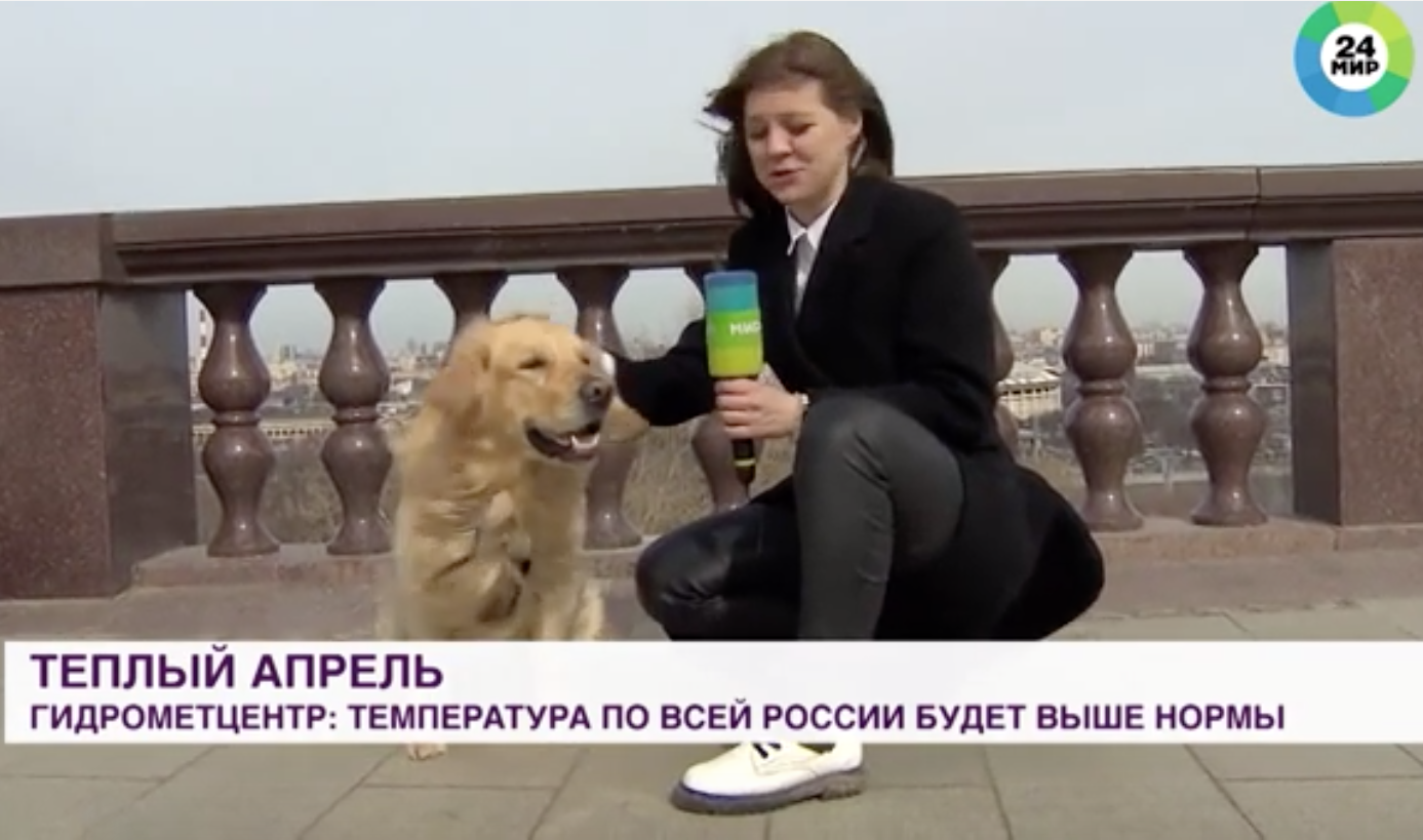 Dog steals reporter's microphone, viewers' hearts on live TV | GMA News ...