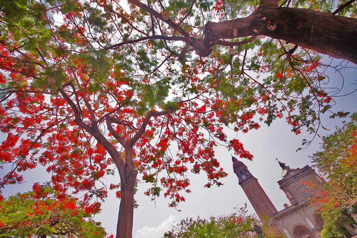 Fire trees bloom in Plaza de Roma | Photos | GMA News Online