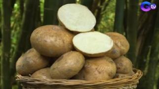 SINGKAMAS | Tracking | GMA News Online