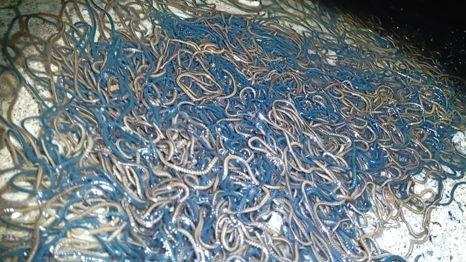 Bulate, may mga paa?! | GMA News Online