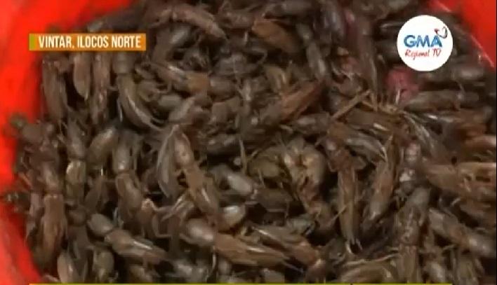 Mga 'susuhong' o kuliglig sa bukid, puwedeng ibenta ng P900 bawat kilo ...