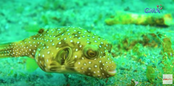 What makes puffer fish so deadly? | GMA News Online