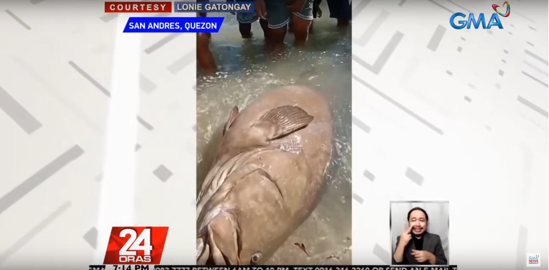 Giant Lapu-Lapu fish caught in San Andres, Quezon | GMA News Online