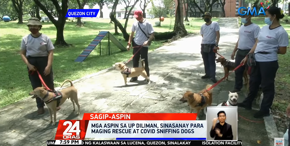 Stray dogs in UP Diliman undergo training to become rescue, COVID-19 ...