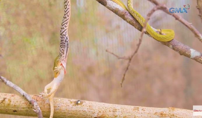 Ilang ahas, sariling sikap para magkaanak | Balitambayan