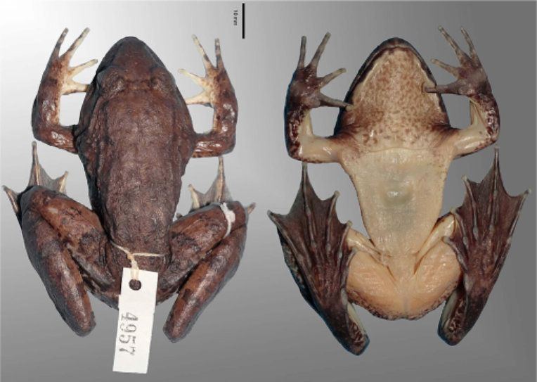 Fanged frog species discovered in Mindoro | GMA News Online